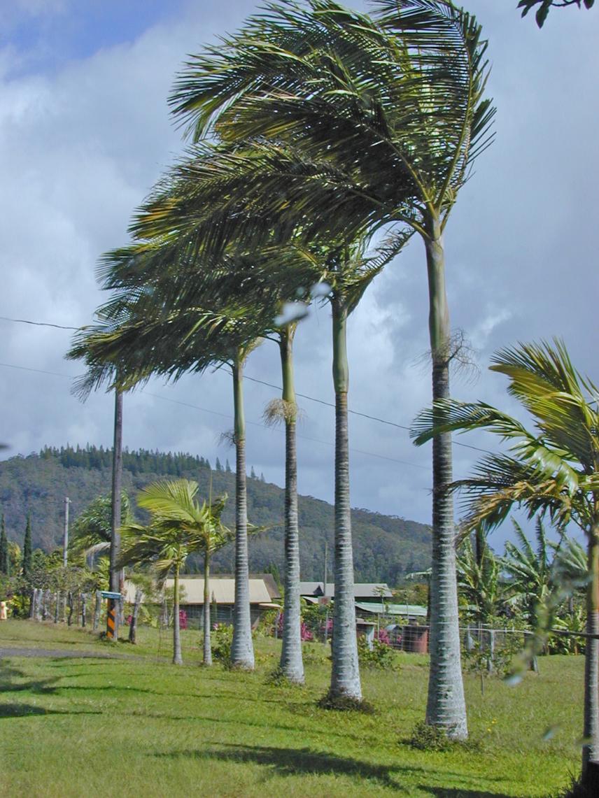 Archontophoenix alexandrae (Alexander palm) description and features