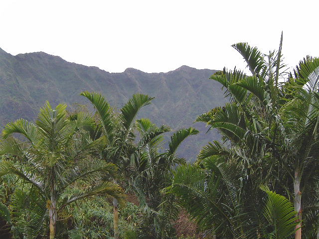 Dypsis pembana (Pemba palm) description and features